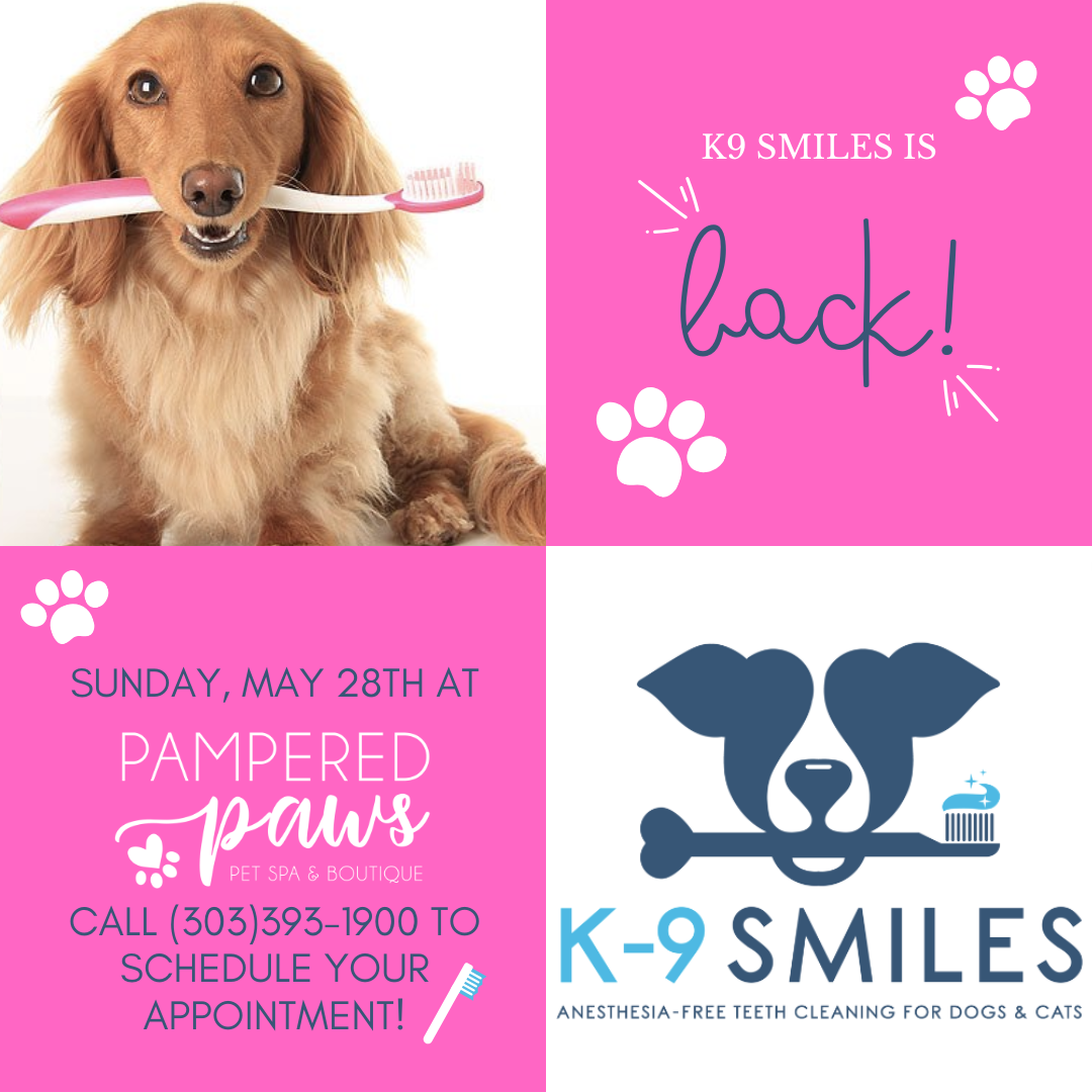 Updates | Pampered Paws Pet Spa and Boutique